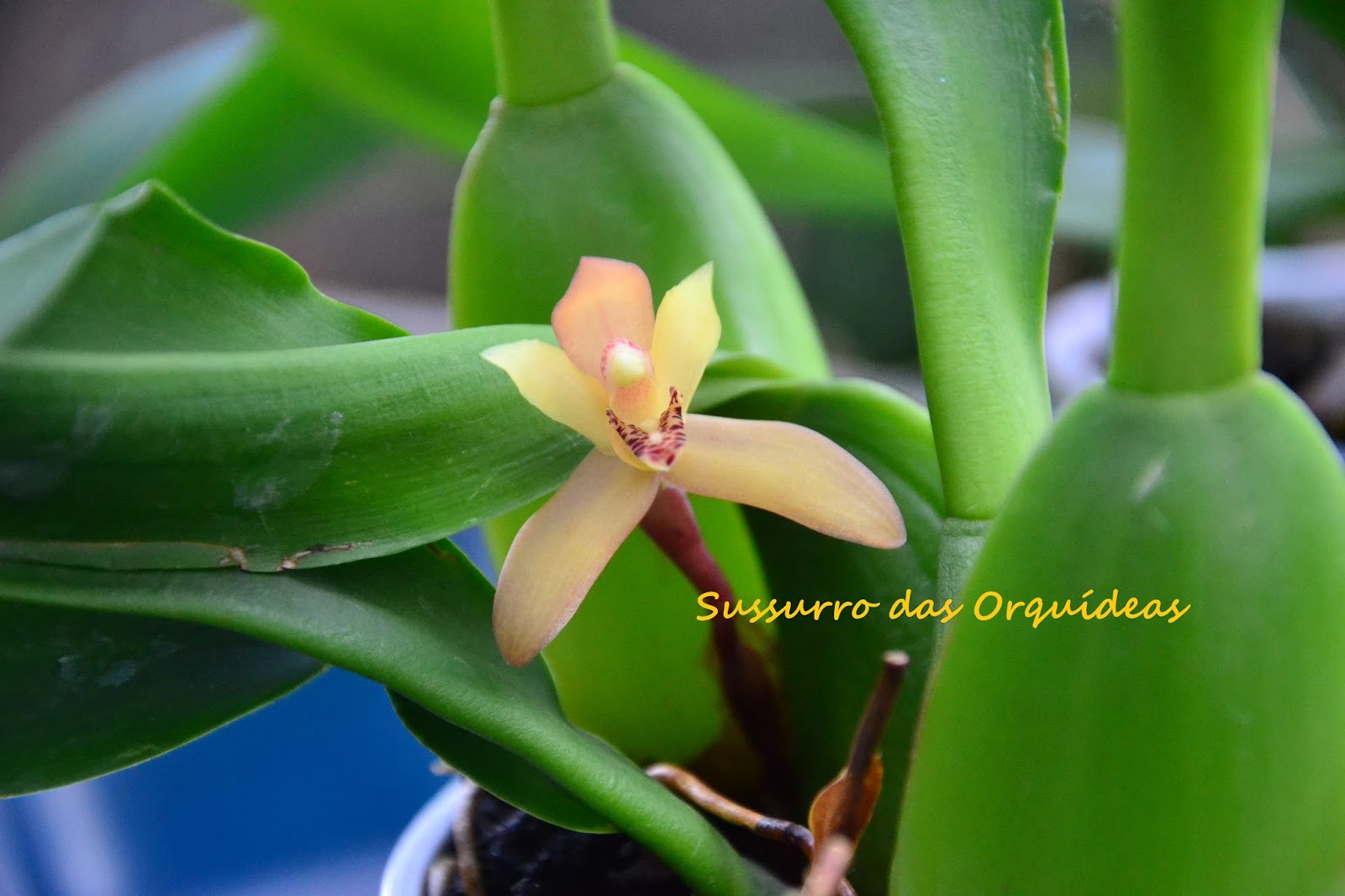 Sussurro das Orquídeas: Maxillaria rufescens - a outra flor!