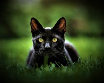 Mandalay Cat, history, price, breed, personality, diseases and care.