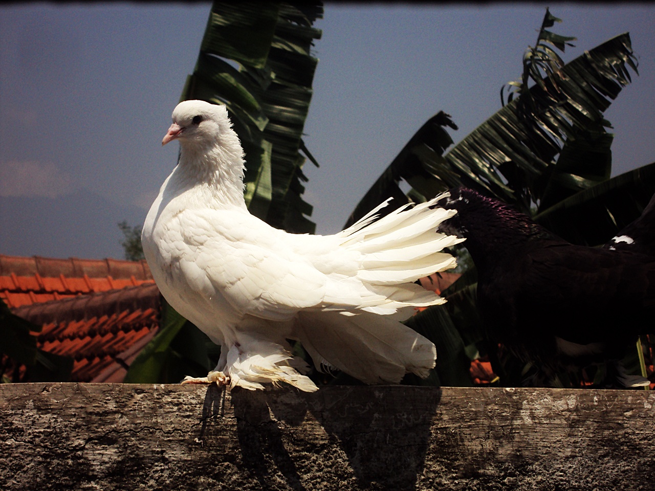 toko bagong farm: Merpati Kipas/ Merpati Persi/ Indian Fantail Pegion