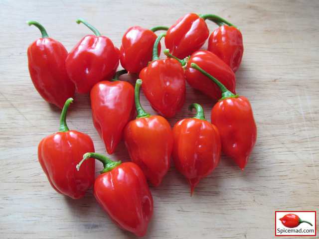 Red Mayan Habanero