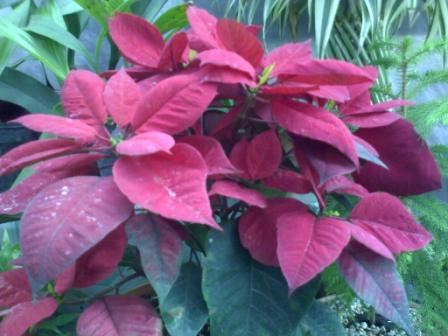 dr. Suparyanto, M.Kes: PERAWATAN PASCA PERSALINAN ( MASA NIFAS)