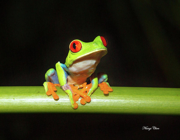 Coins and Scrolls: OSR: Mutual of Omaha's Wild Kingdom of Blackmoor