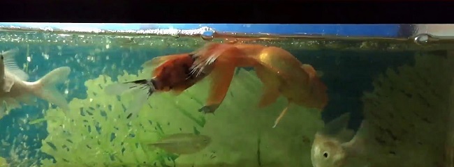 How To Build Ecosystem Aquarium