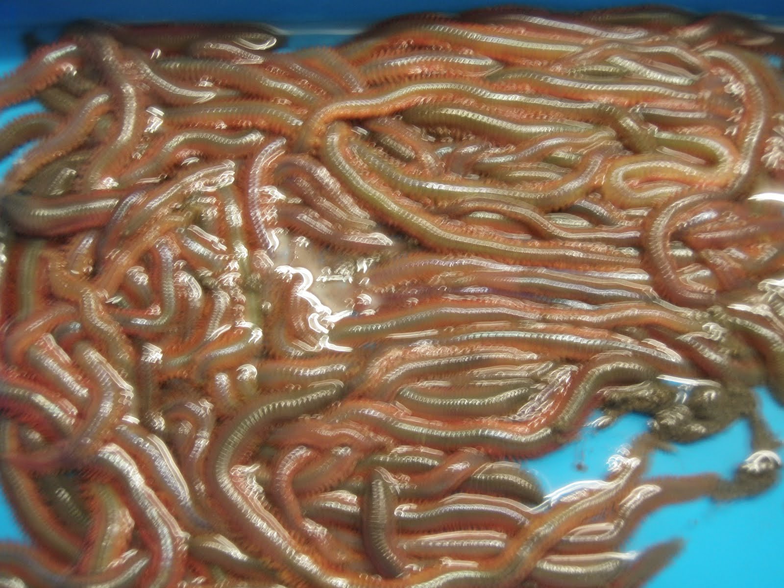 Celtic Baits, and Guided Fishing.: Bait shop