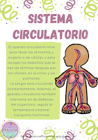 Sistemas del Cuerpo Humano