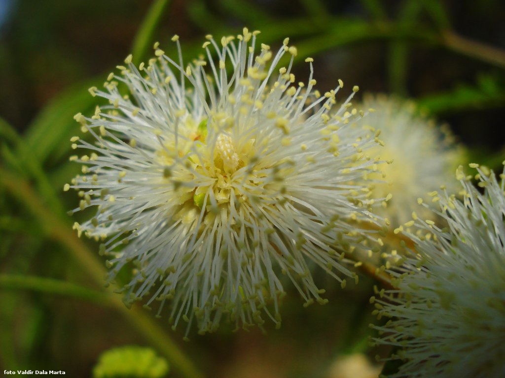 Angico - Anadenanthera