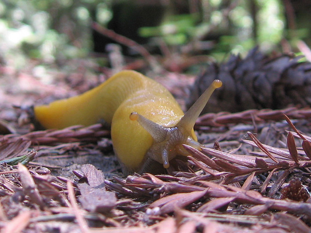 The Banana Slug – Nature’s Giant Recycler | The Ark In Space