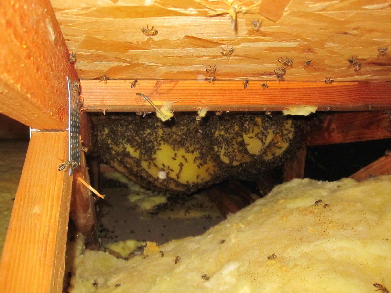 bee rescue ventura: Attic bees