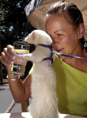 Dihorul: Poze amuzante cu Dihori