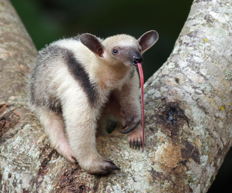 Tamanduá-Mirim (Tamandua tetradactyla)