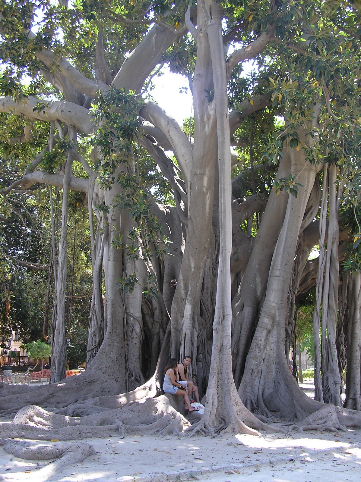 Wandering Voyager: Oldest Tree in Palermo
