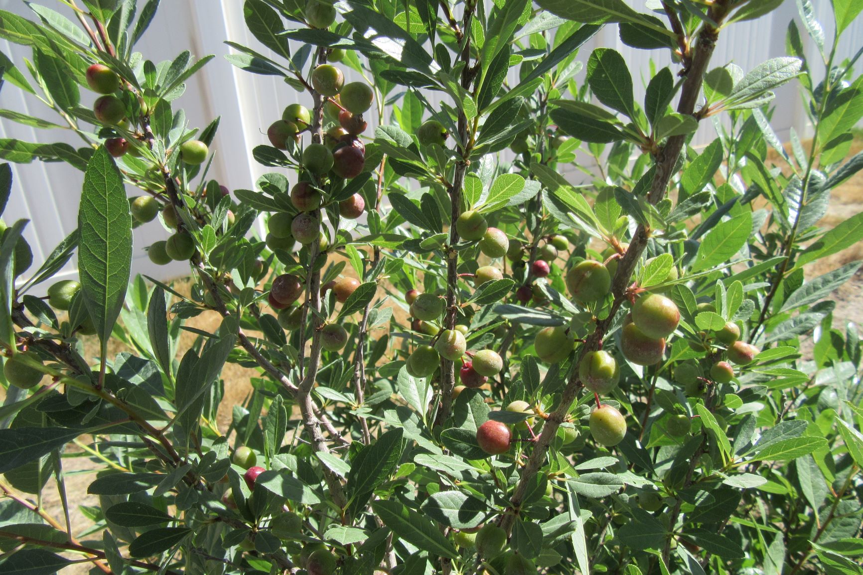 Mother Nature's Montrose Garden: Plant of the Month (July) : Western ...