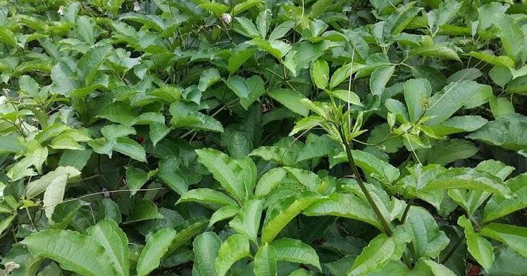 11 Wonders Of The Amazing Fluted Pumpkin(Ugu)