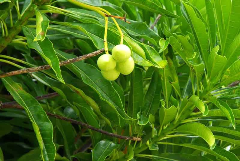 Ryukyu Life: Possibly a Pink-eyed Pong Pong Tree