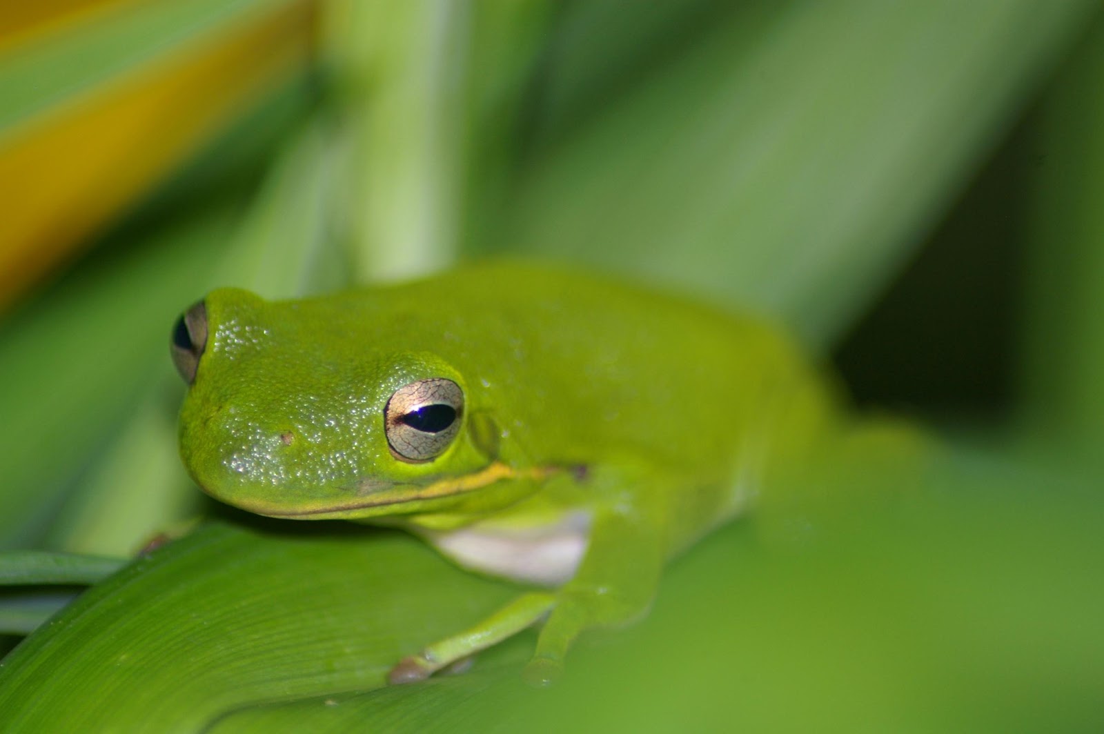 So I Married a Herpetologist: Pensacola - White Sand Beaches and ...