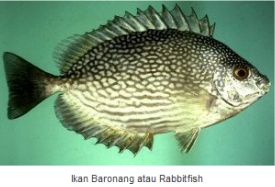 Jenis Ikan Air Laut Yang Bisa Dikonsumsi - Fishing Community