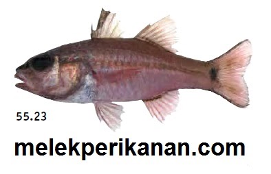 Ikan Geteh-geteh Lombo Atau Spurcheek Cardinalfish (Pristiapogon ...