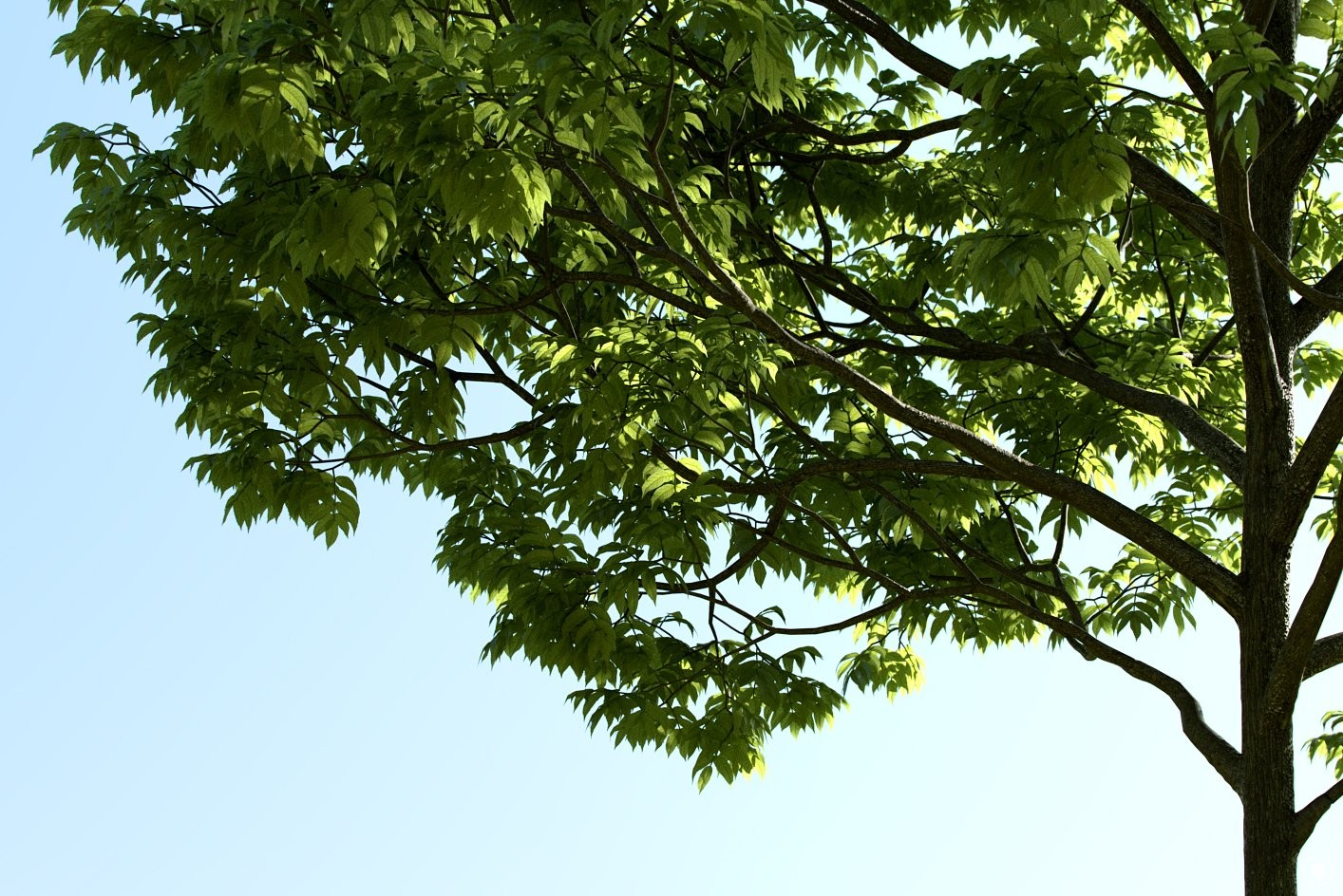 Evermotion Archmodels 163 - Tree collection | Computer Graphics Daily News