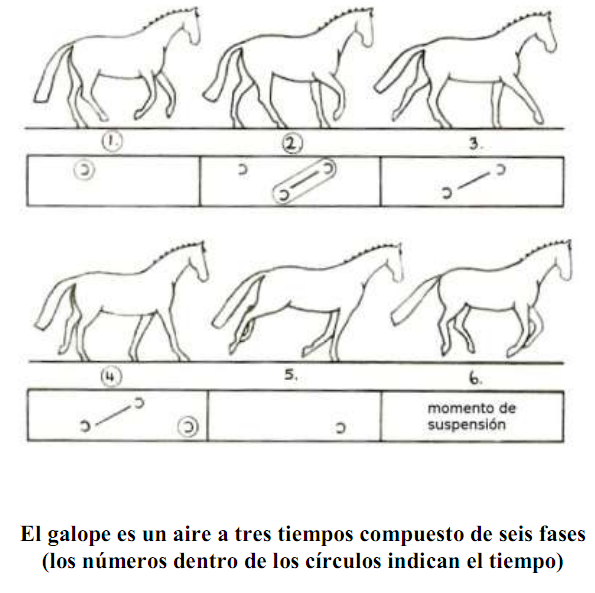DRESSAGE MANUEL FONDON: EL GALOPE SEGÚN LA FEI
