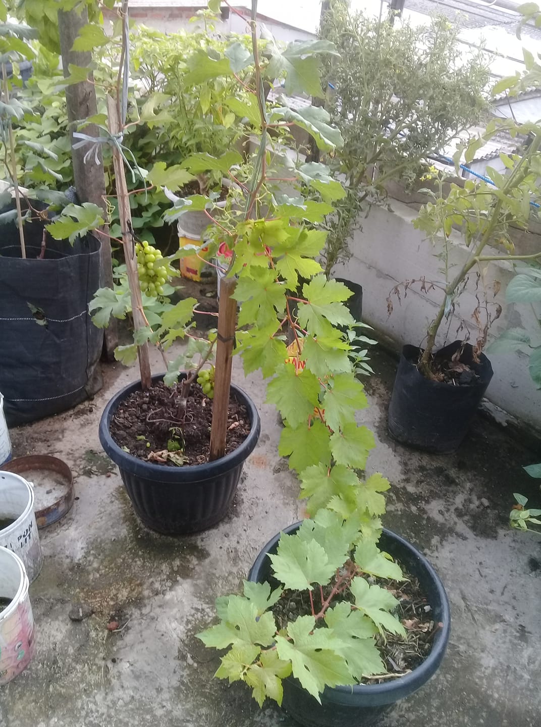 referensi tabulampot anggur di pot ukuran 40cm | Pohon Anggur Genjah