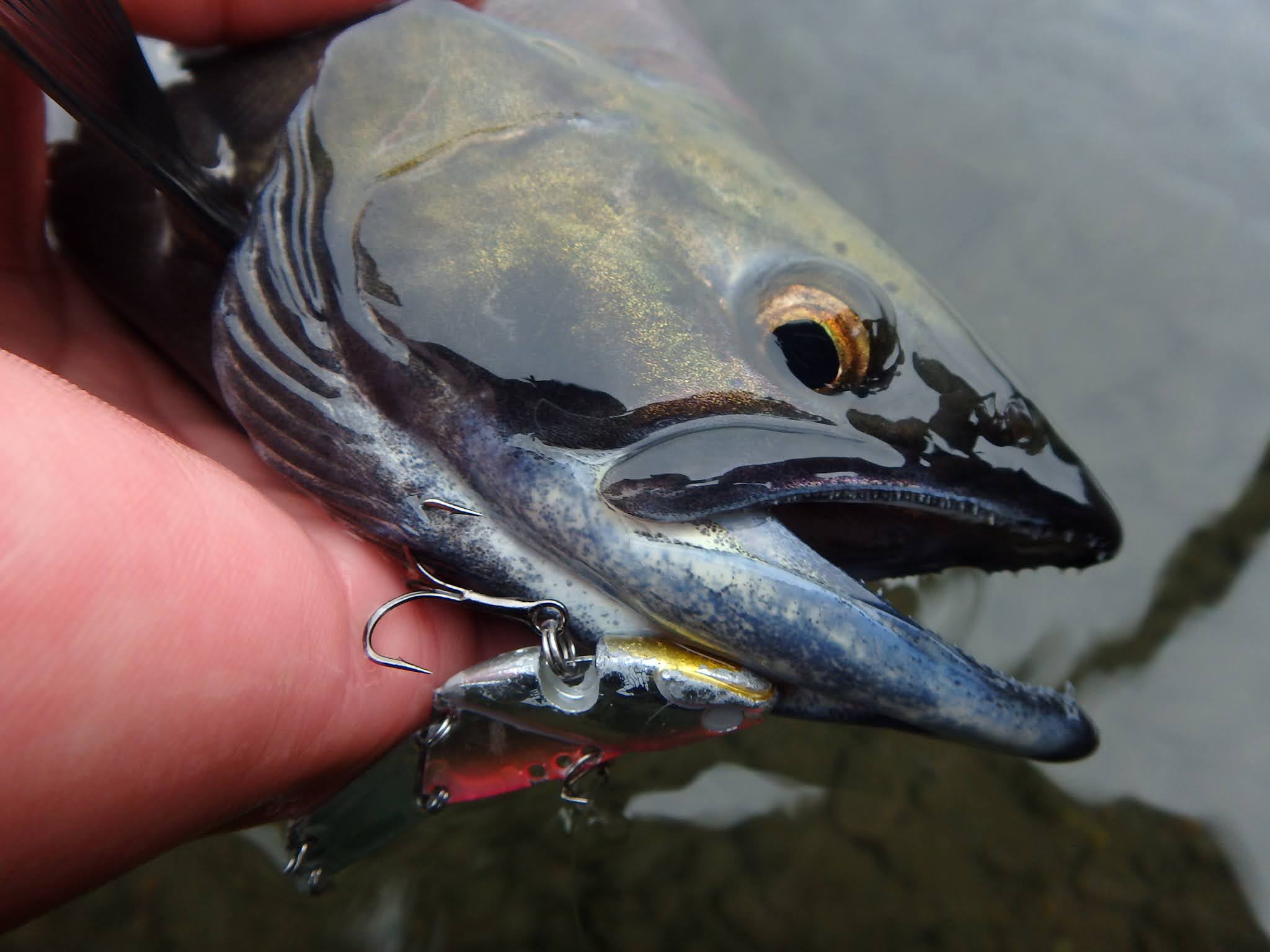 Angling MONSTER: 月刊Angling MONSTER 5月号