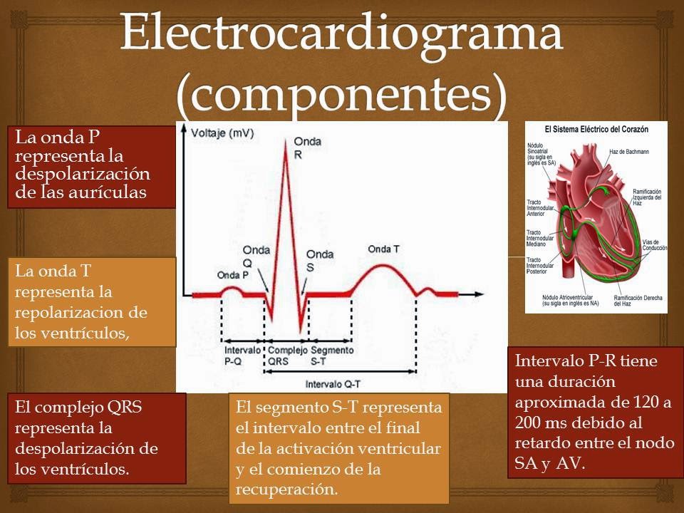 blogg de fisiologia uas Cesar Geronimo Angulo Ramirez: componentes del EKG