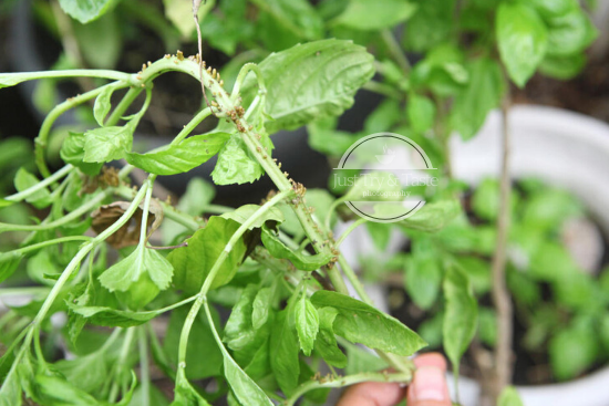 Sukses Menyetek Basil | Just Try & Taste