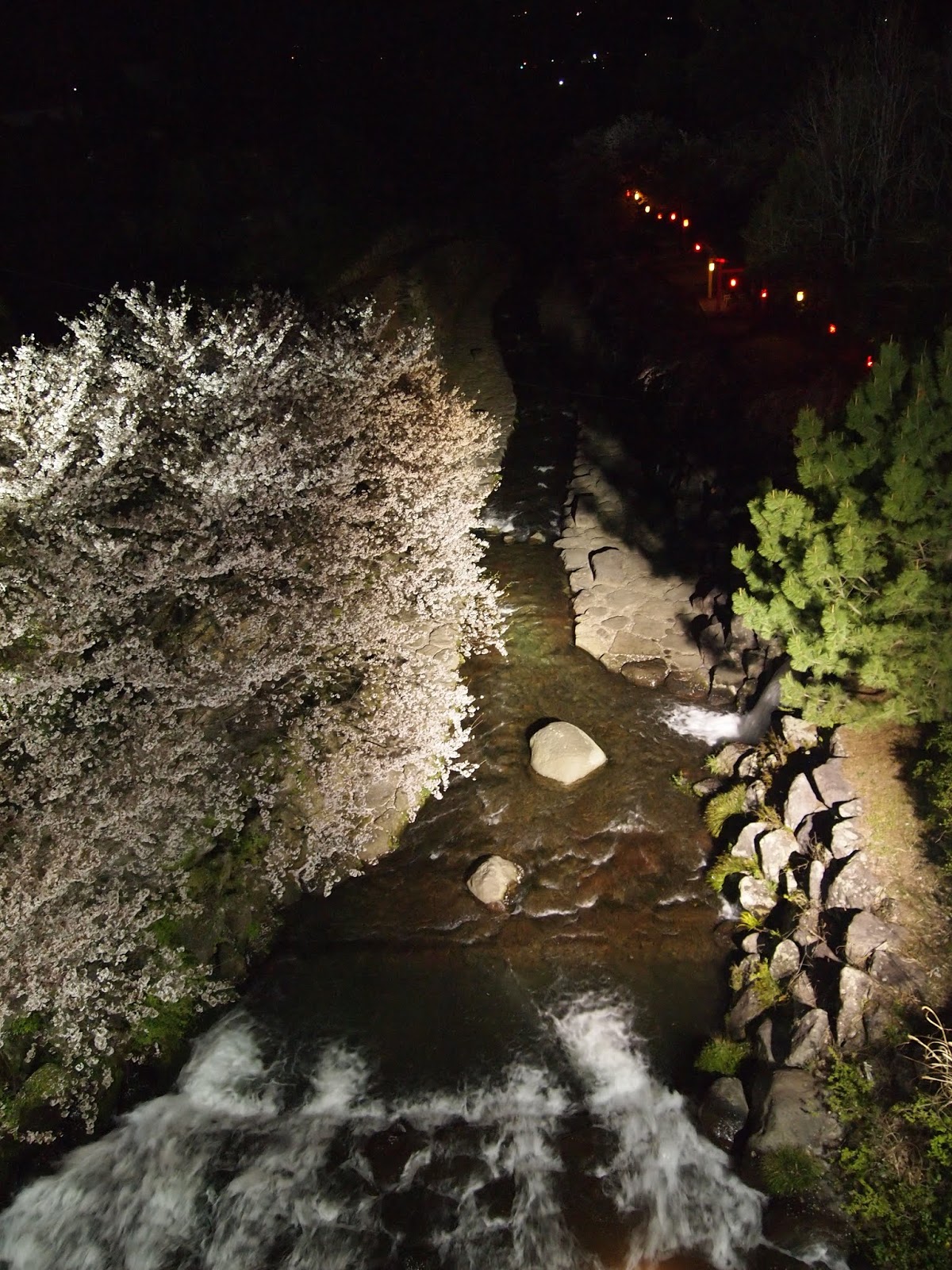 Dream Tours Japan: Night time Cherry Blossoms: Nagasaki and Fukuoka ...