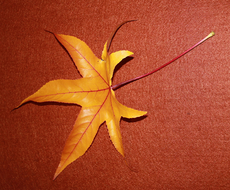 * l e p e m a l e s t v a r i * : Jesenski listki v vsej svoji lepoti