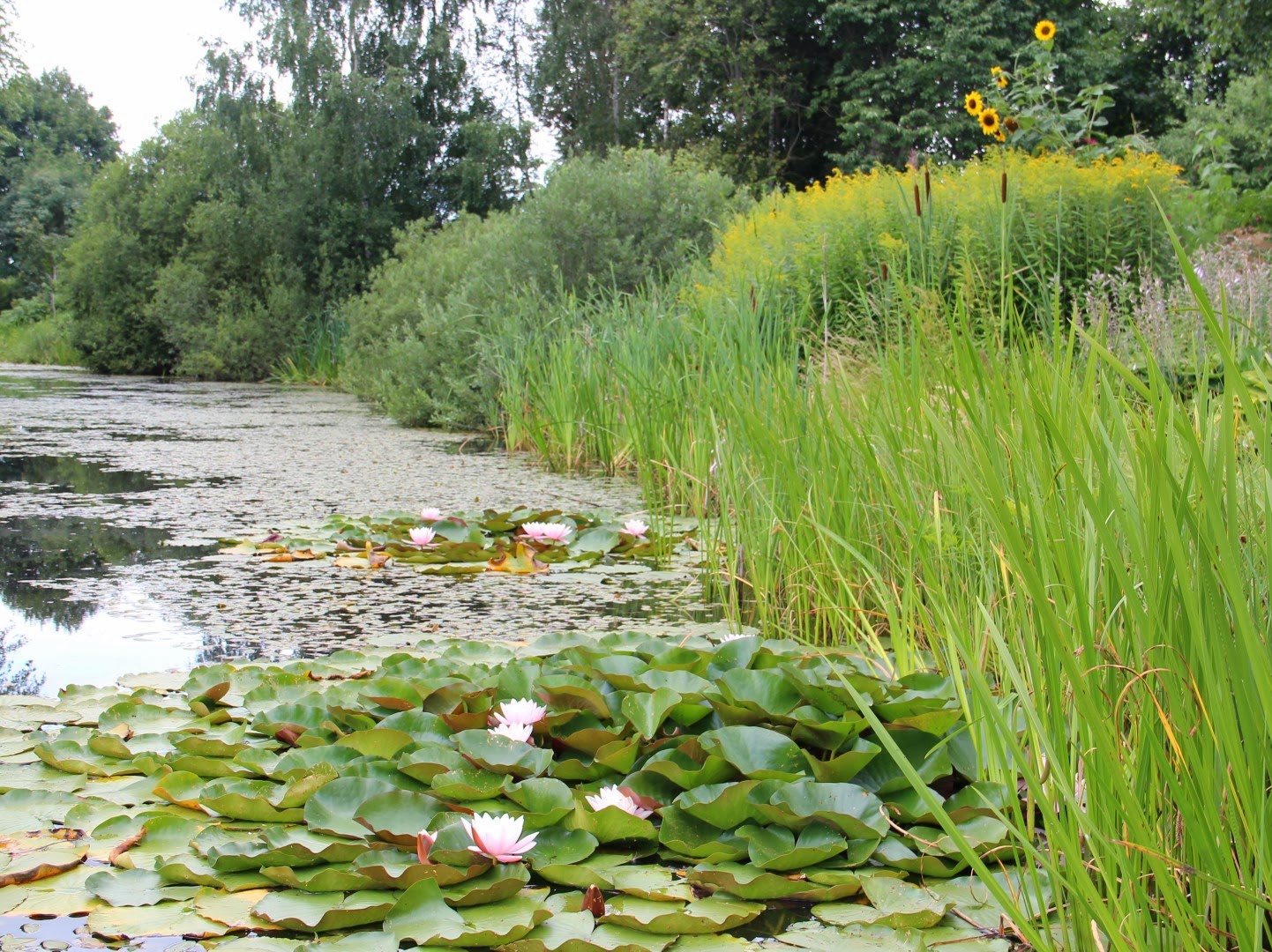 Žvilgsnis į vasaros pievą...