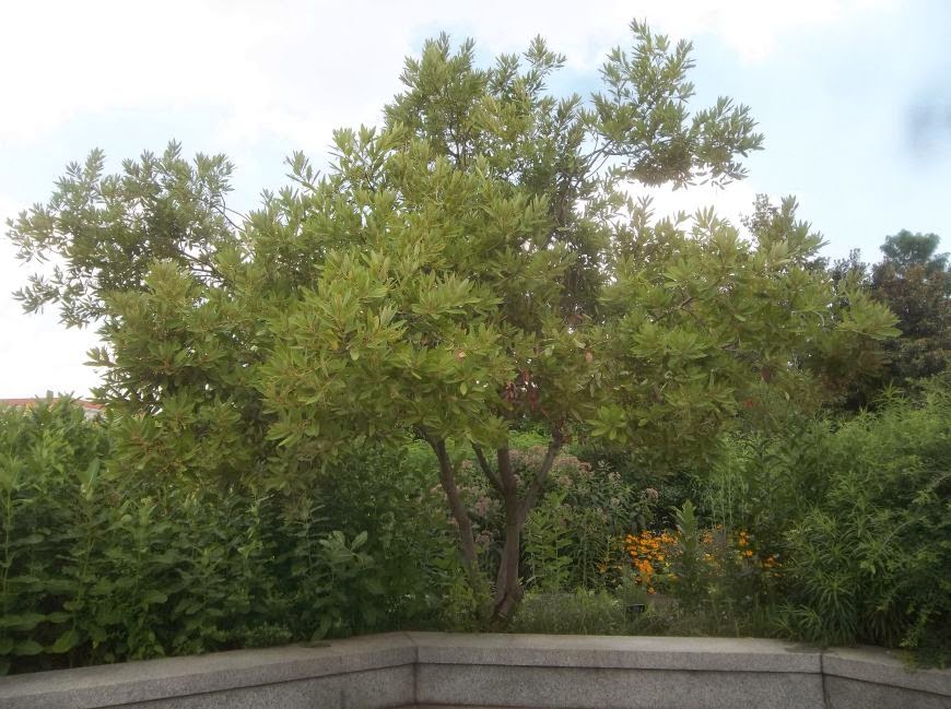 Future Plants by Randy Stewart: The Avocado Family