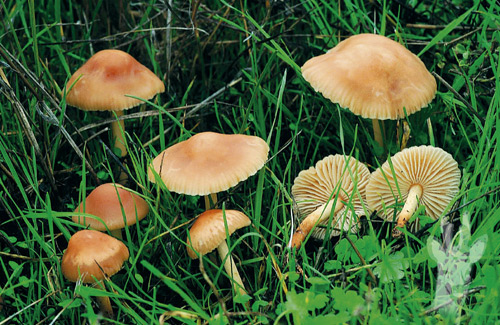Setas y hongos: Marasmius oreades - Senderuela, carrerilla, senderilla