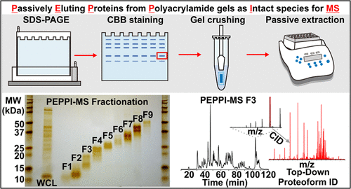 News in Proteomics Research: PEPPI-MS -- In gel separation of intact ...