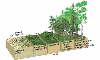 FORESTRY - LEARNING: Forest succession