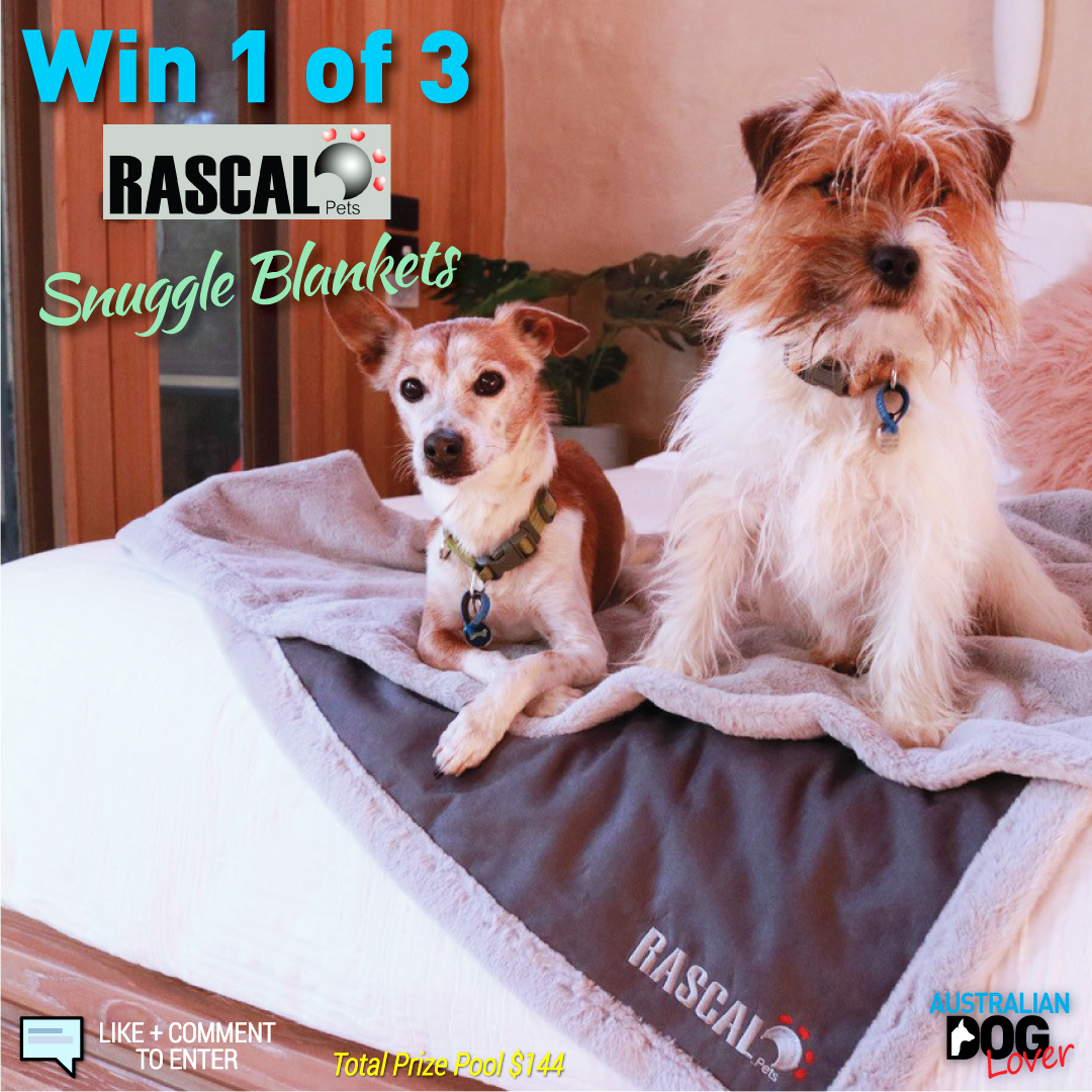Win 1 of 3 RASCAL Pets Snuggle Blankets | Australian Dog Lover