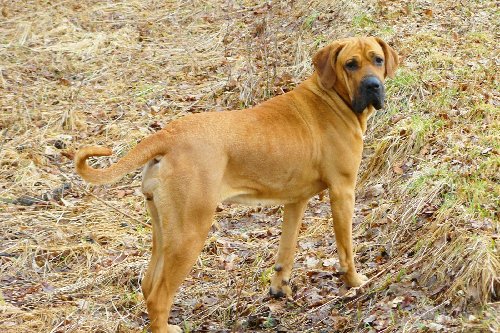 Fila brasileño | WIKI PERROS