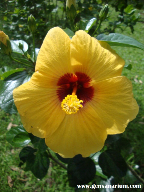 Durian Garden, Polomolok || GENSANarium