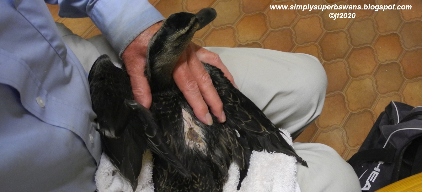 Simply Superb Swans: Injured Ducks Recovery