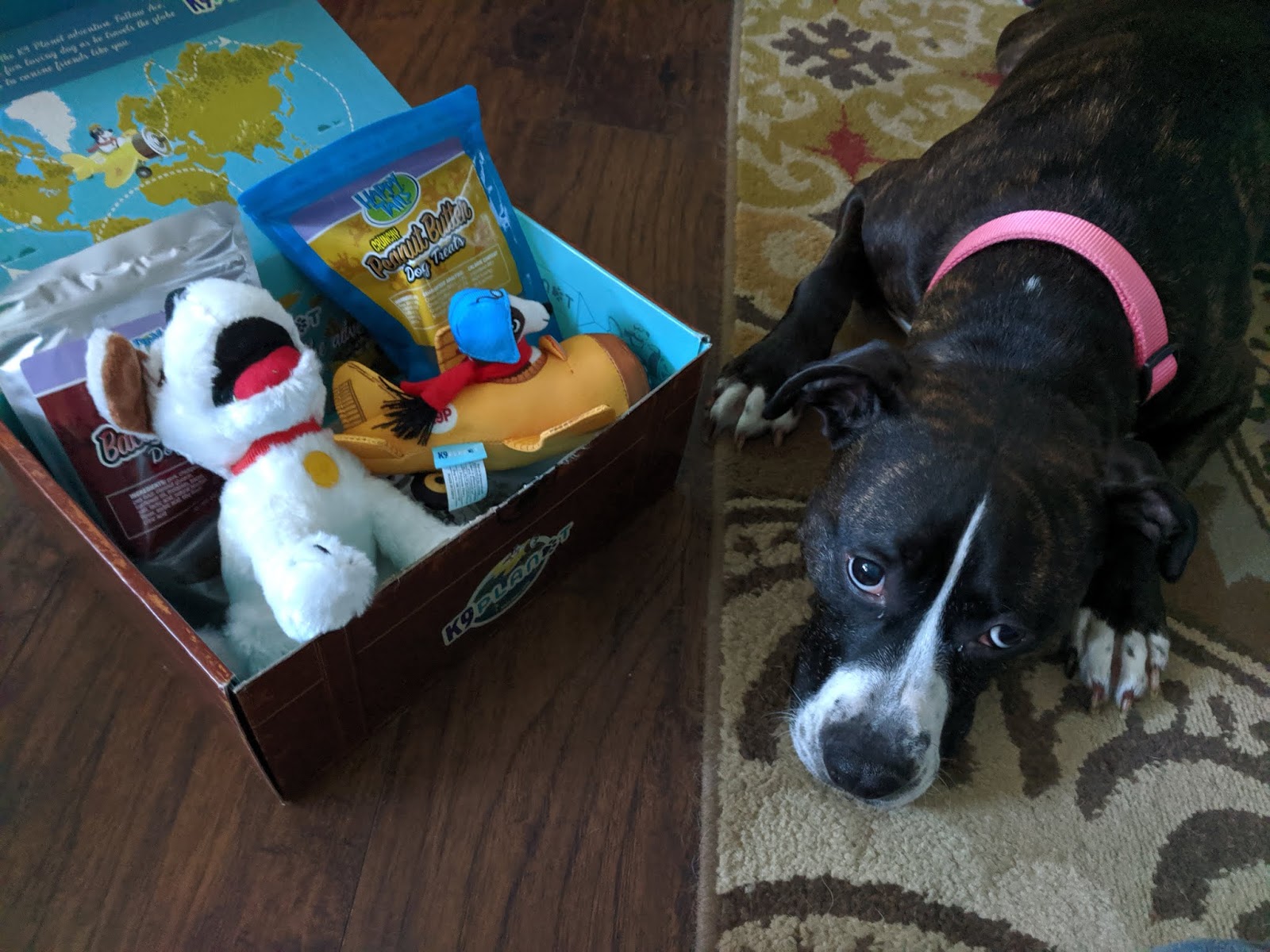 One Momma Saving Money: K9 Adventure Box Connects Dogs, Owners and Kids ...