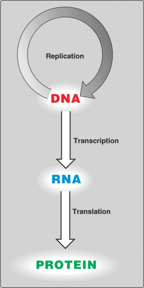 Molecular biology - central dogma Molecular biology - central dogma