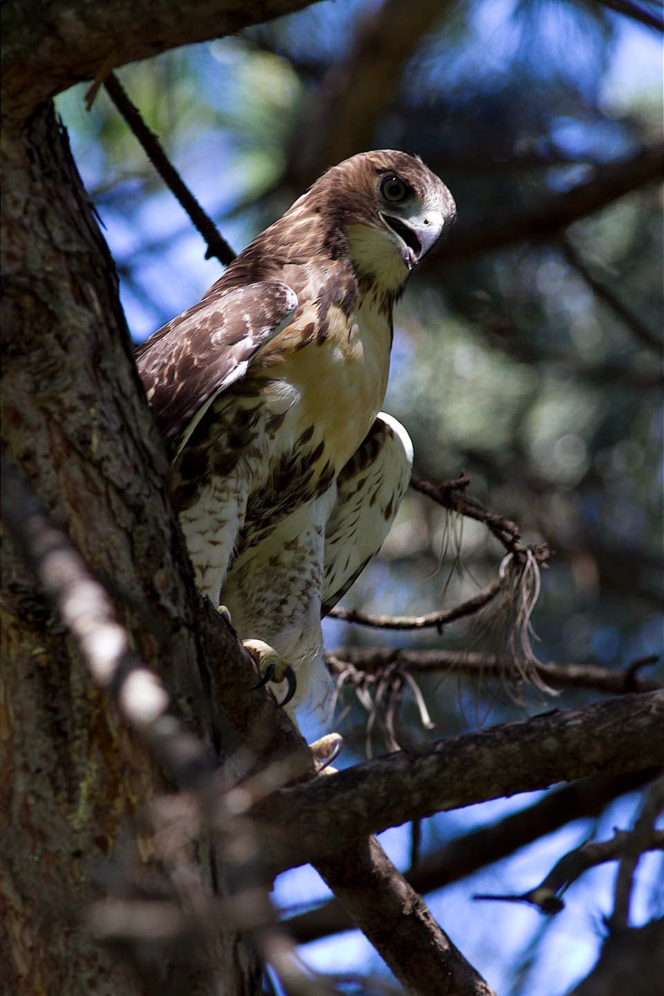 Working with wildlife - Ann Brokelman Photography: Red-tailed hawk ...
