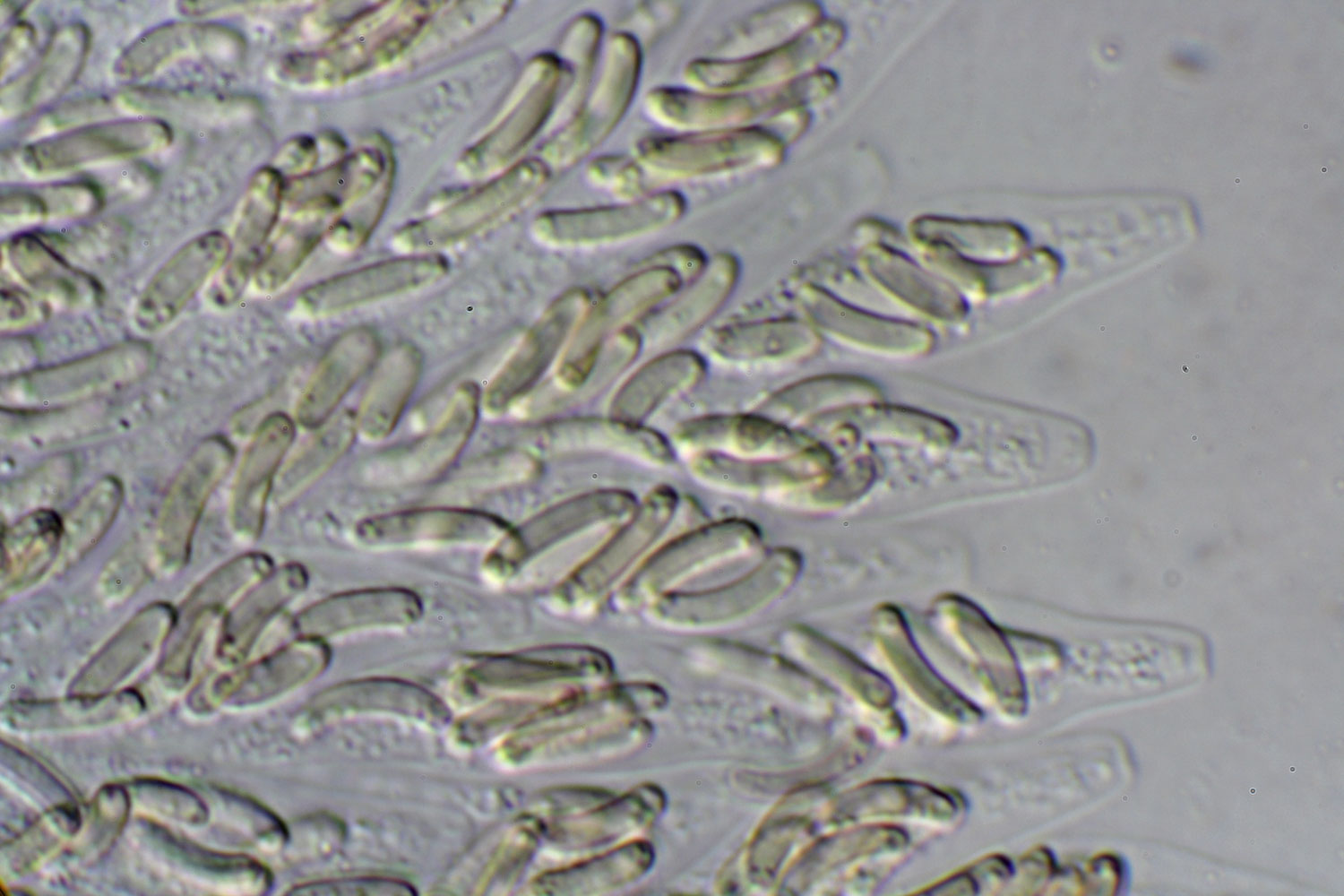 Tony Hardware's Fungi Finds: APRIL 2021 - Uncommon and rare species