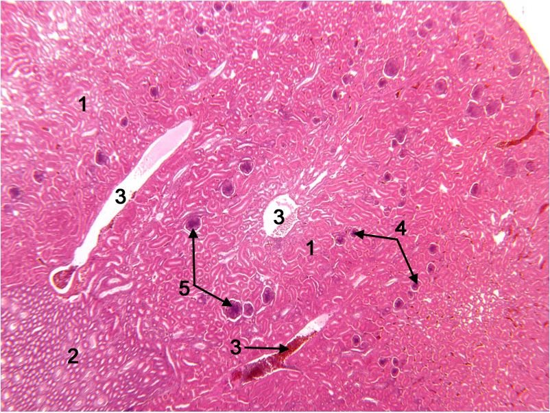 Animal Science Chicken Dissection: Urinary System