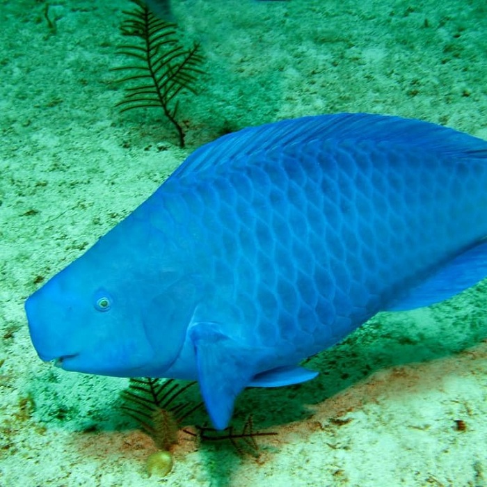 14 Gambar Ikan Bayan Yang Wow