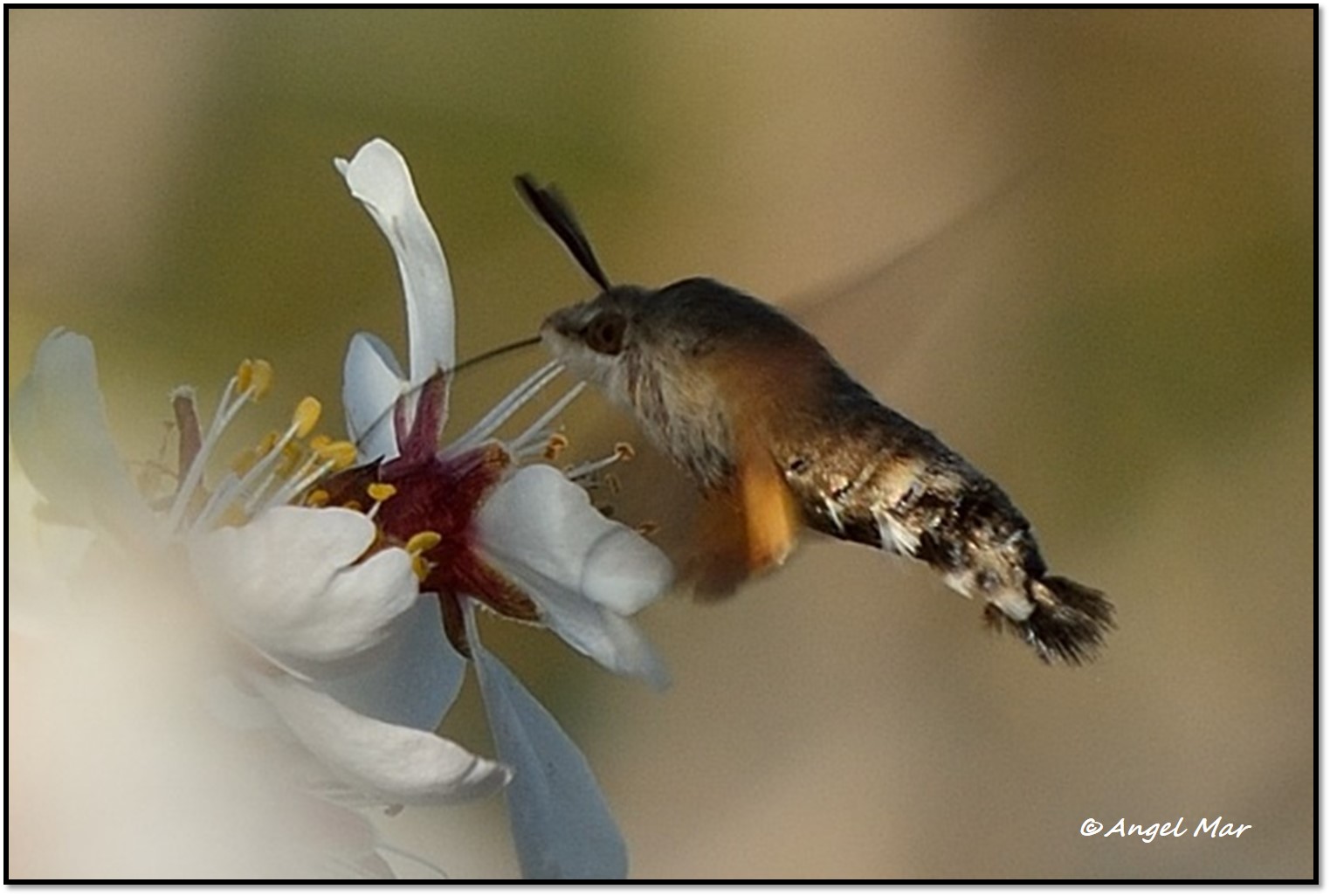 Butterflies and Dragonflies: Macroglossum stellatarum (Polilla Esfinge ...