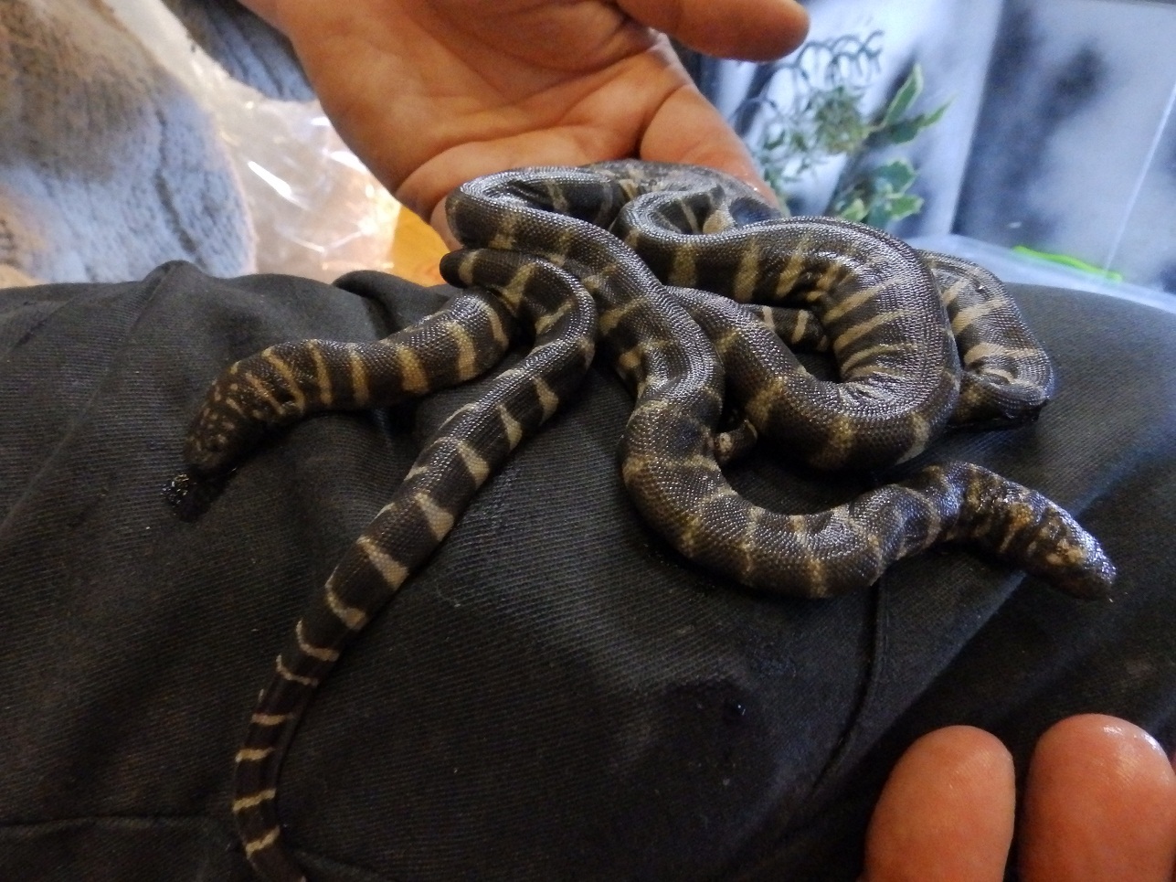 Reptiles Amphibians & Fish: ELEPHANT TRUNK SNAKES