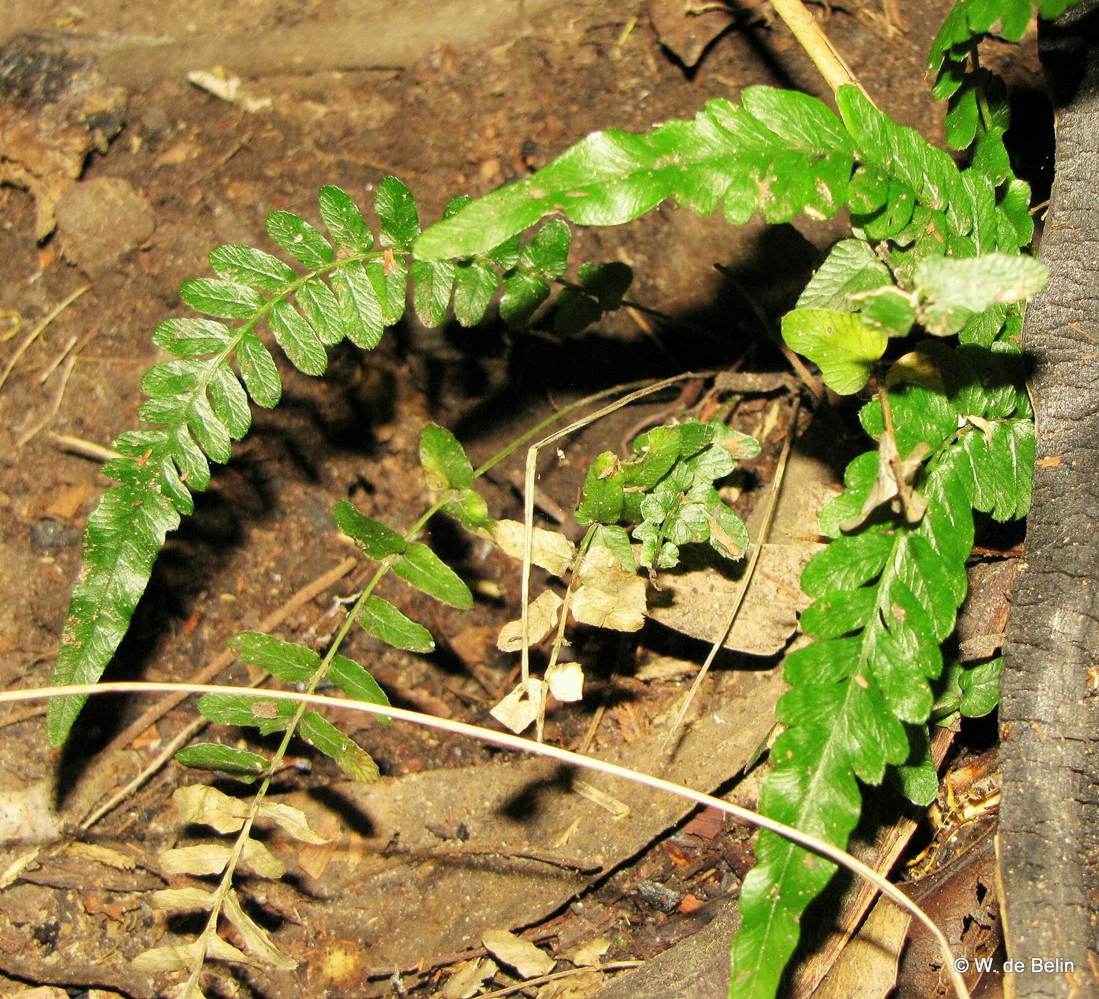 Sydney's Wildflowers and Native Plants: Doodia caudata - Small Rasp Fern.