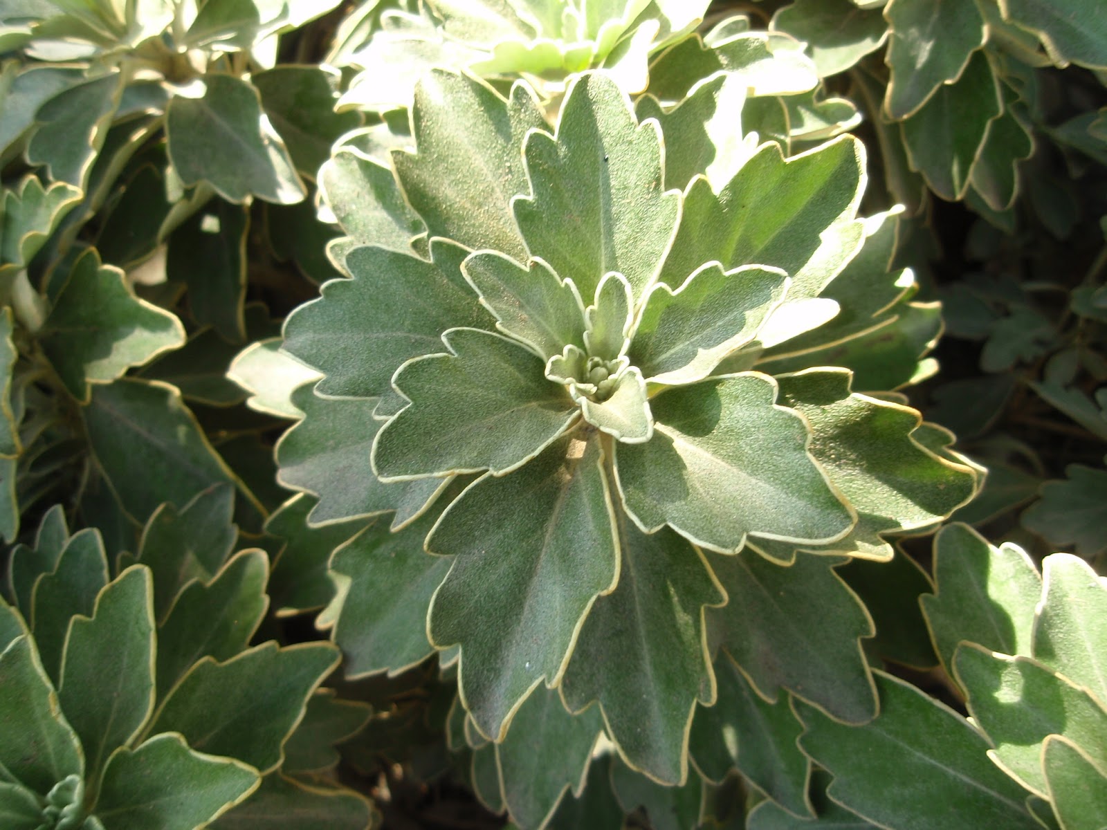 AJANIA: Ajania pacifica | Plantas rioMoros