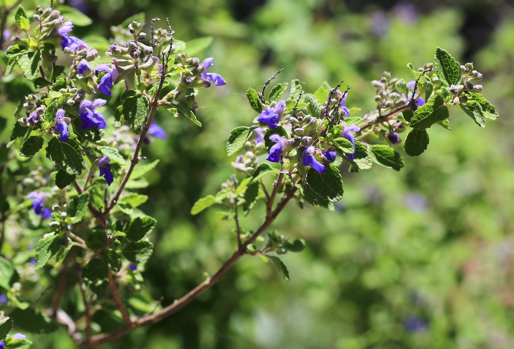 Salvia ballotiflora - Shrubby blue sage - Mejorana care and culture ...