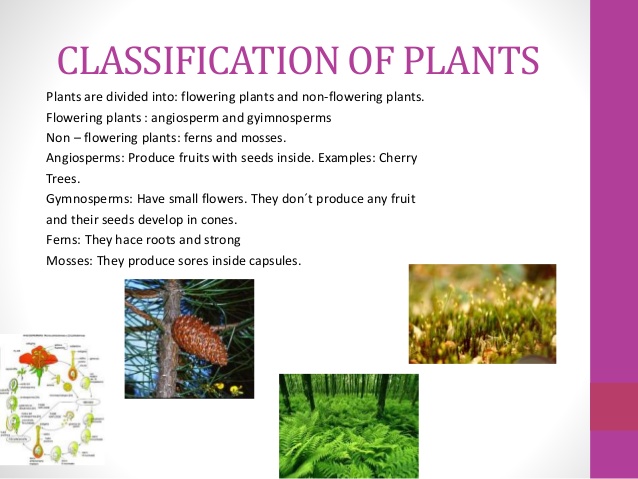 PLANT CLASSIFICATION ~ MY ENGLISH AND SCIENCE